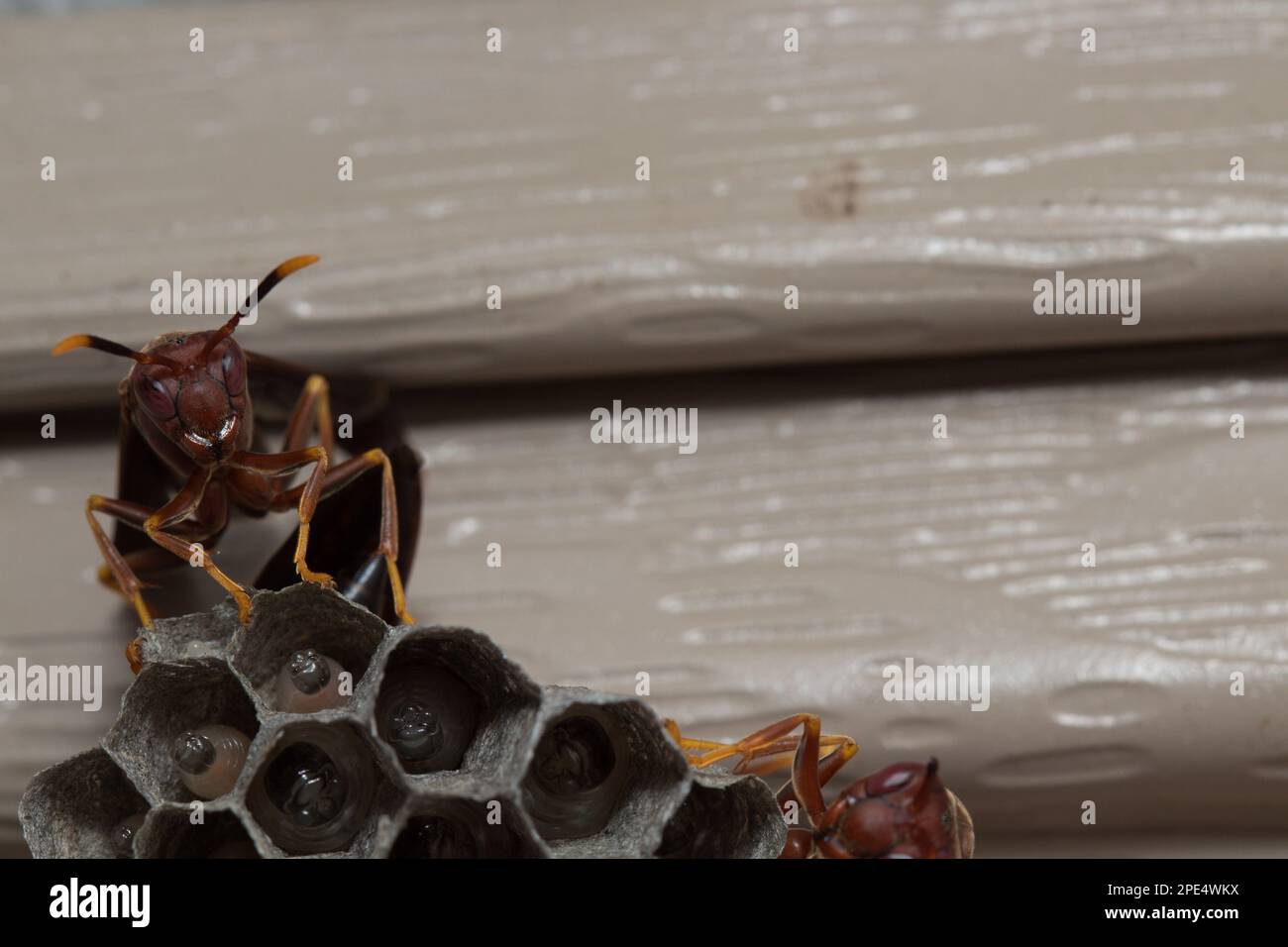 Paper Wasps are Vespid Wasps that gather fibers from dead wood and ...