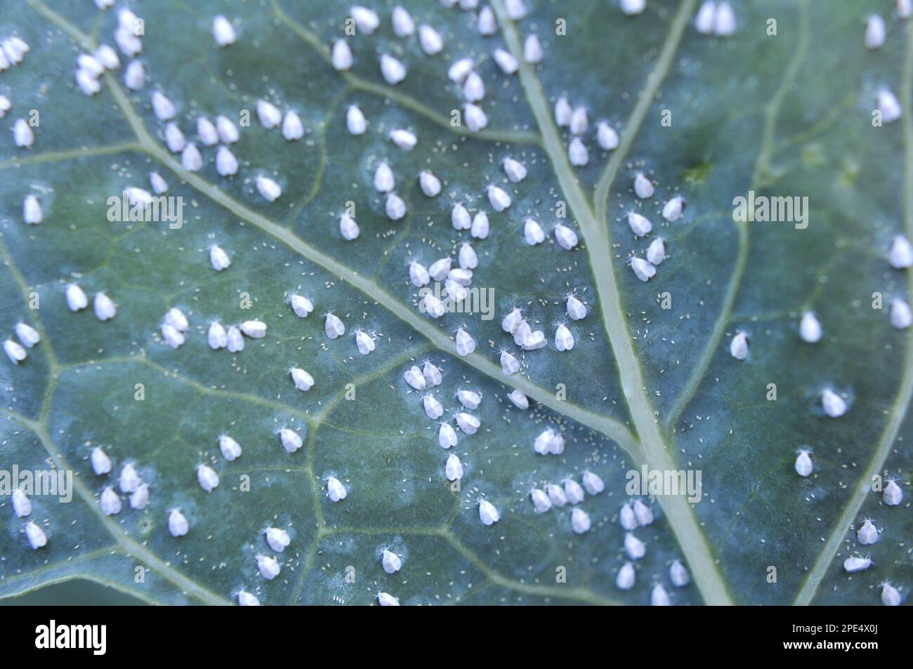 Very harmful butterfly whitefly (Aleyrodes proletella) on the plant ...