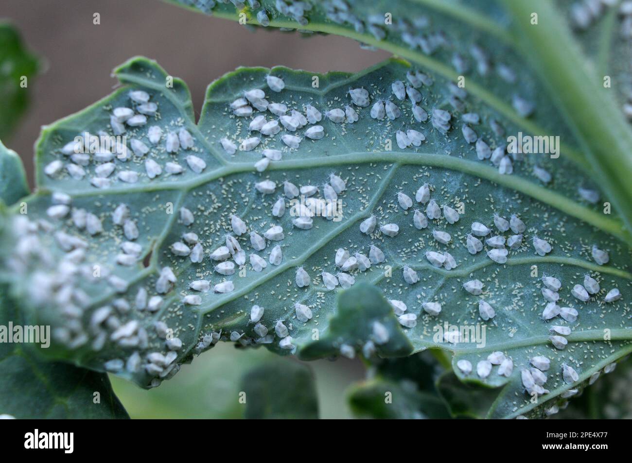 Very harmful butterfly whitefly (Aleyrodes proletella) on the plant ...