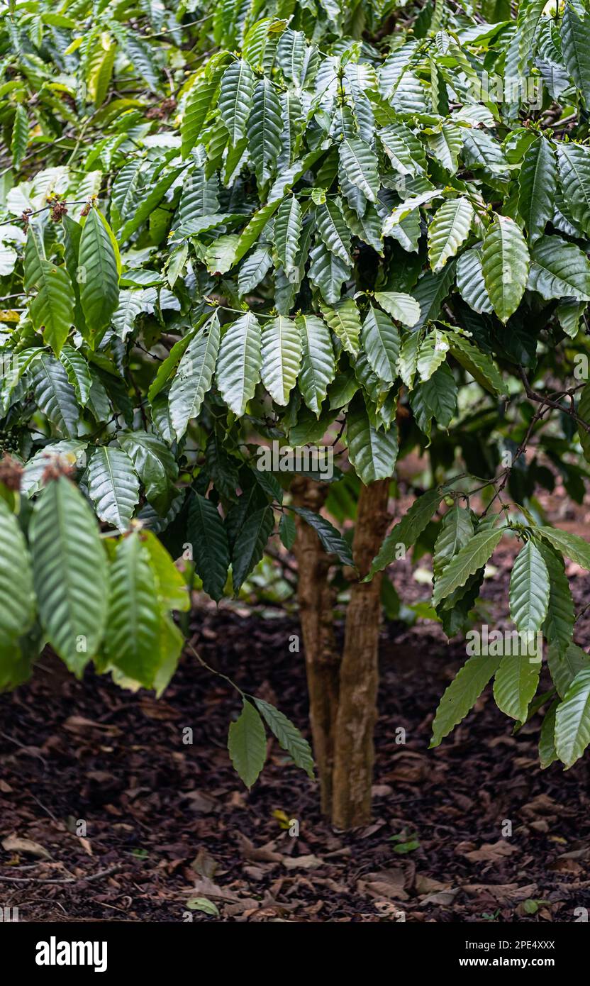 Coffee trees plantation. Organic coffee growing in tropical garden ...