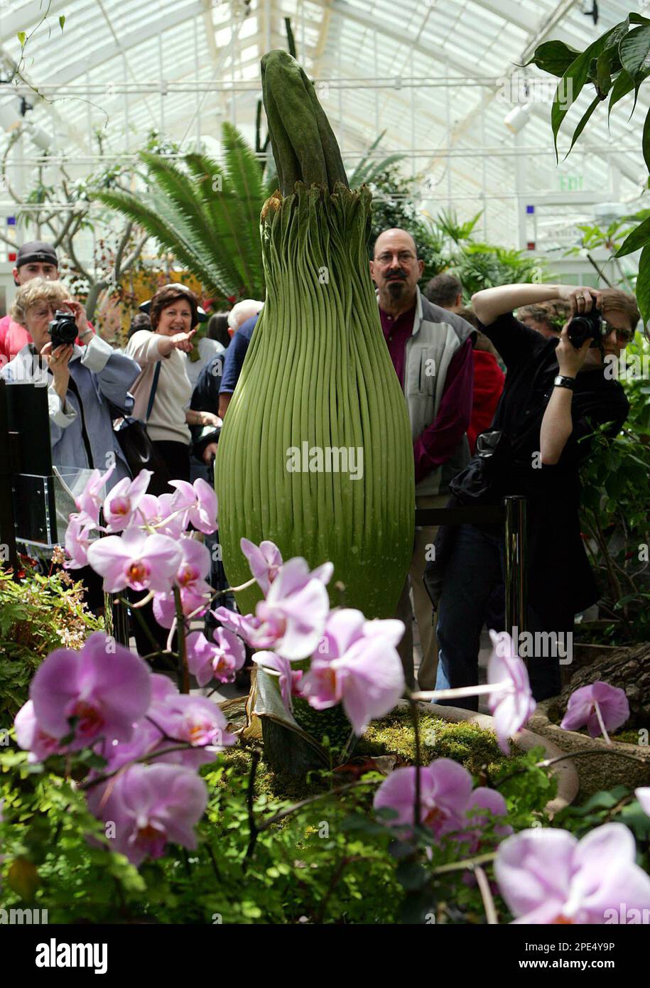 Visitors take a closer look at the Titan Arum, the world's largest ...