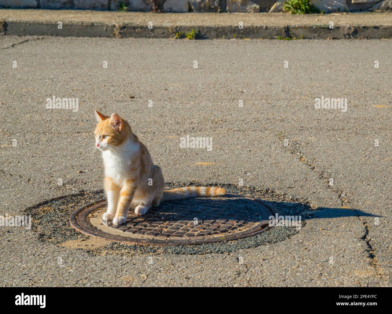 Tabby and white kitten sitting in the street Stock Photo - Alamy