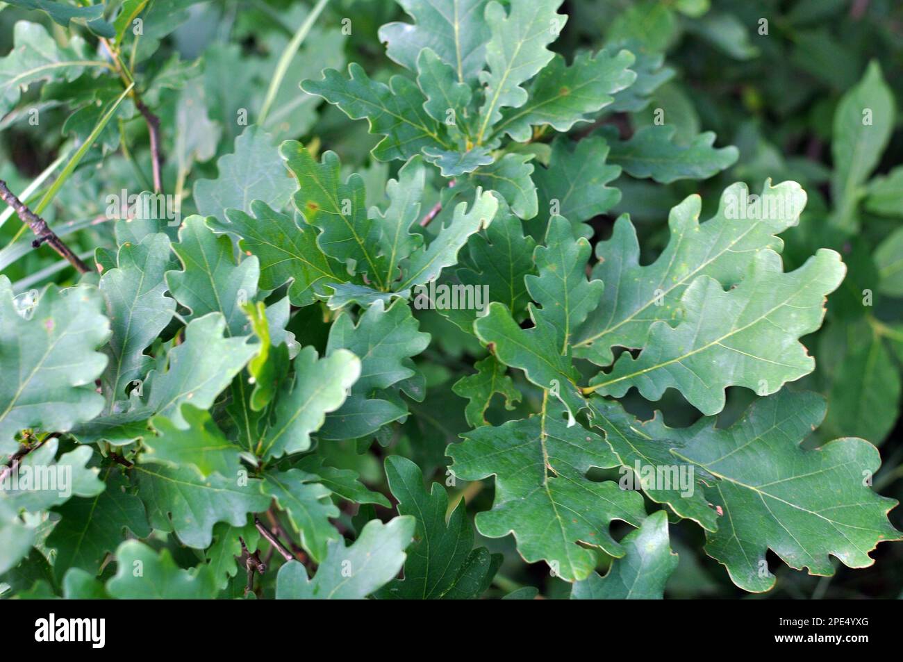 Oak tree seedling hi-res stock photography and images - Alamy