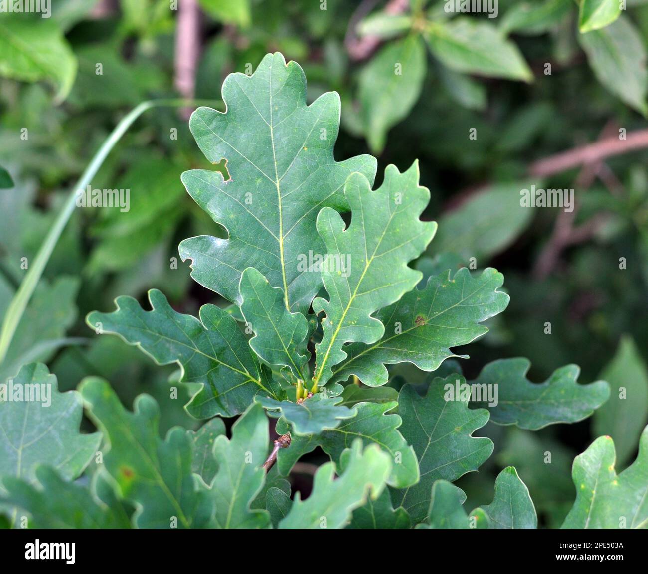 Oak tree seedling hi-res stock photography and images - Alamy