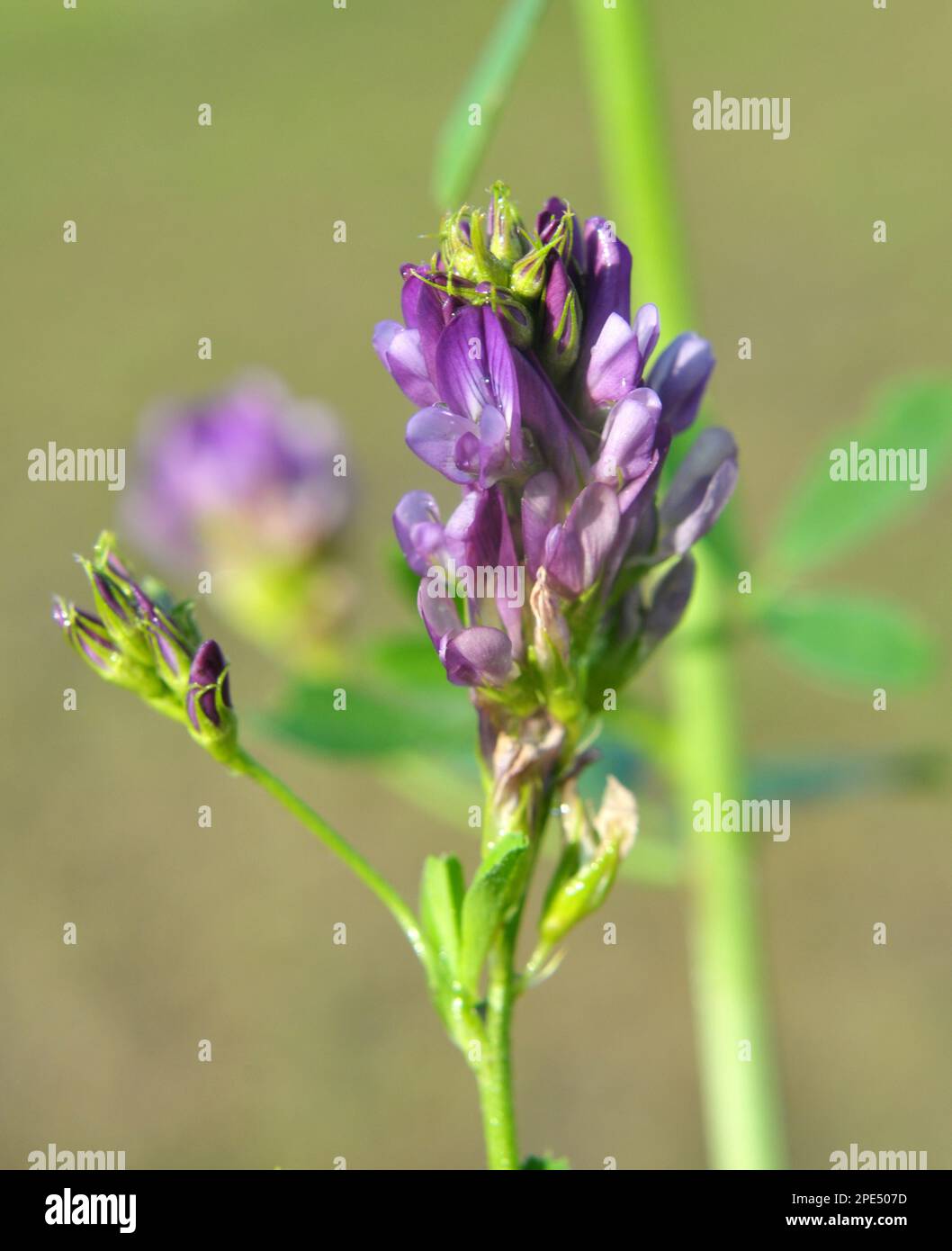 The field is blooming alfalfa, which is a valuable animal feed Stock ...