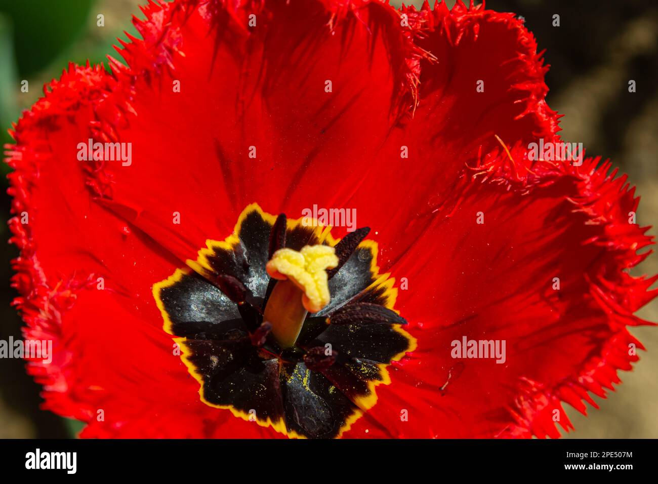 Red blooming tulip close-up. Wet wide red tulip petals with a black core and shiny water drops ...