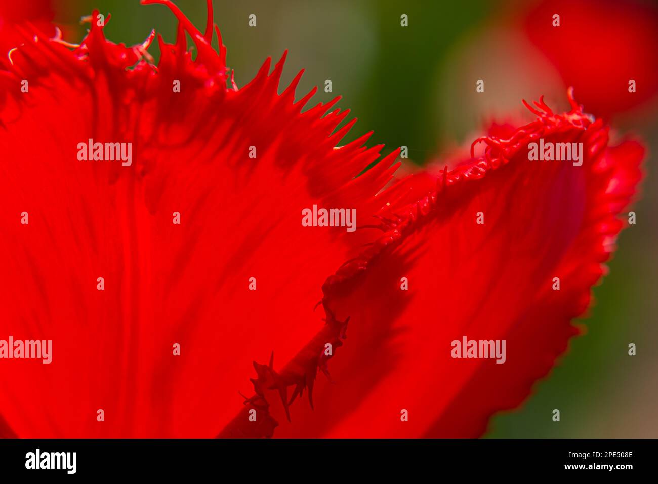 Red blooming tulip close-up. Wet wide red tulip petals with a black core and shiny water drops ...