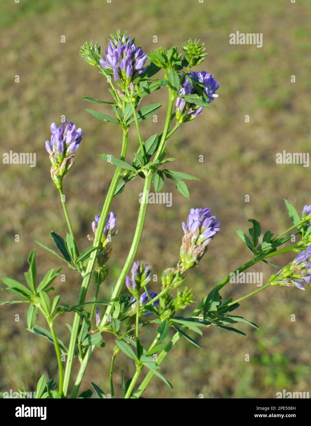 The field is blooming alfalfa, which is a valuable animal feed Stock ...