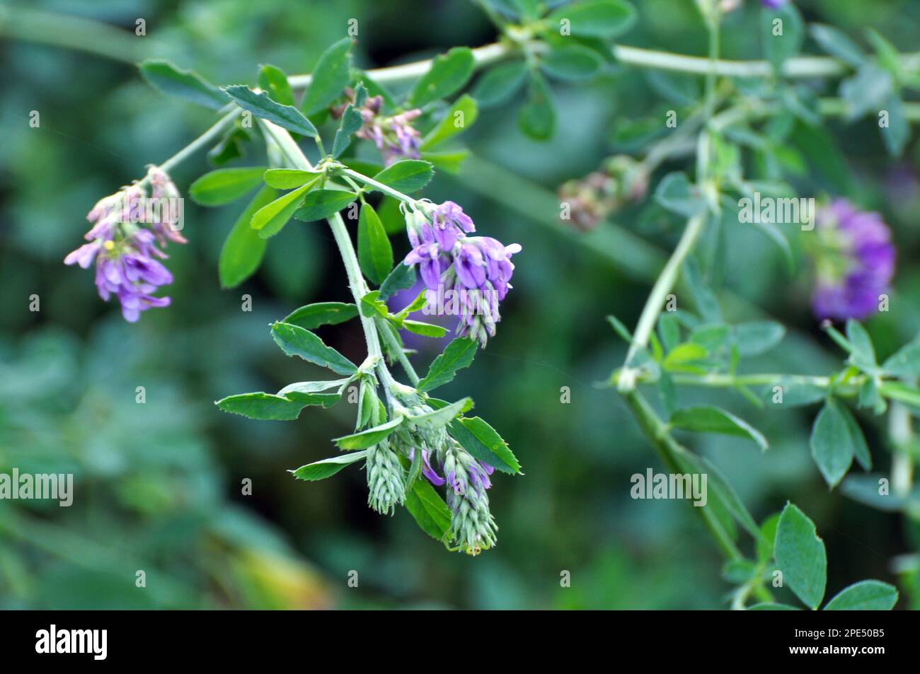 The field is blooming alfalfa, which is a valuable animal feed Stock ...