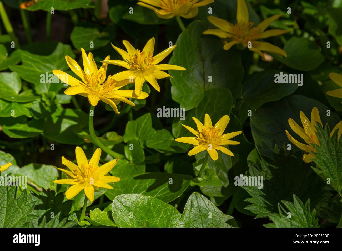 Bright yellow flowers of Ficaria verna against a background of green ...