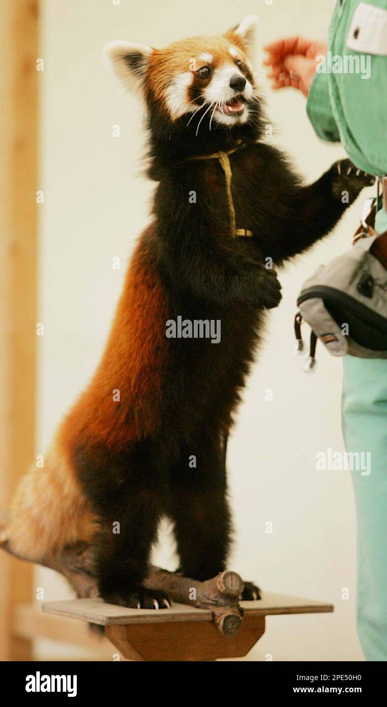3-year-old female lesser panda Dale stands on his hind legs during a ...