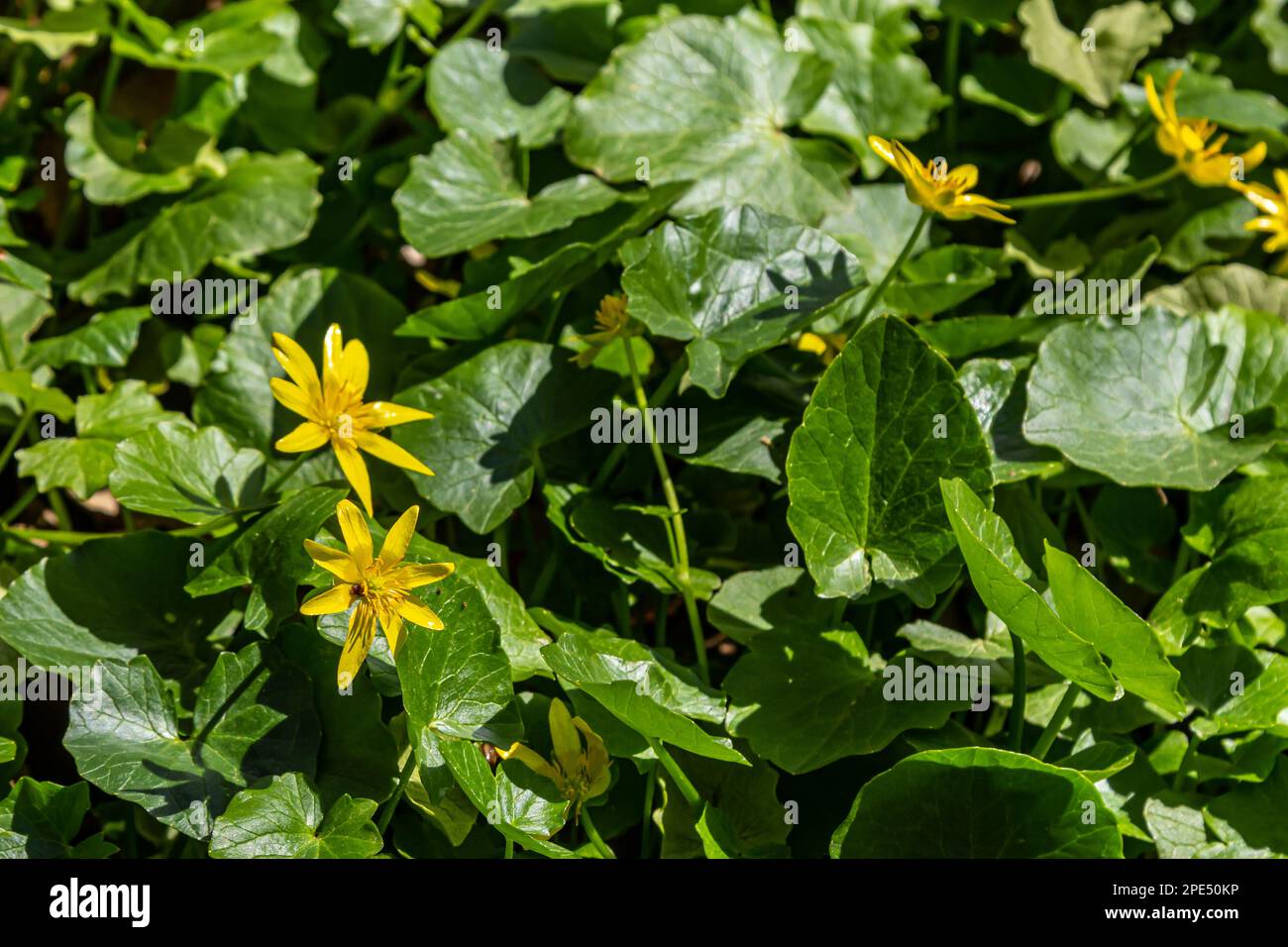Bright yellow flowers of Ficaria verna against a background of green ...