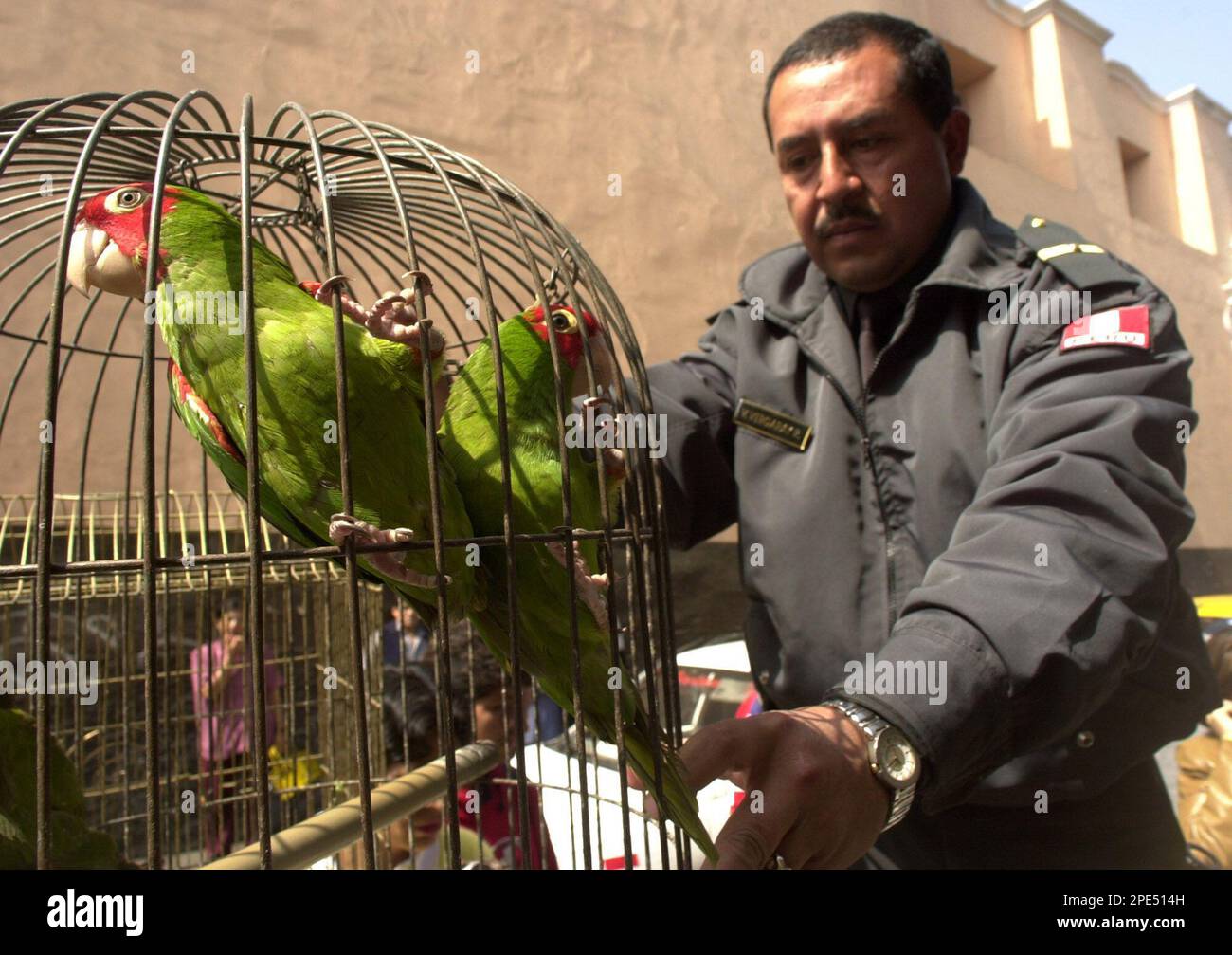 A ecological police officer takes a cage of parrots during a police ...