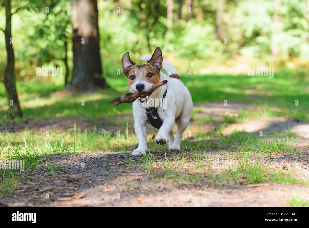 Dog walking on forest trail hi-res stock photography and images - Alamy