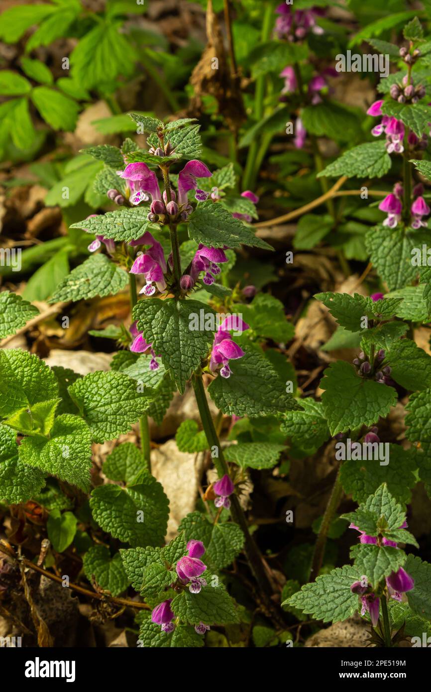 Blooming Lamium maculatum Roseum, spotted henbit, spotted dead-nettle ...