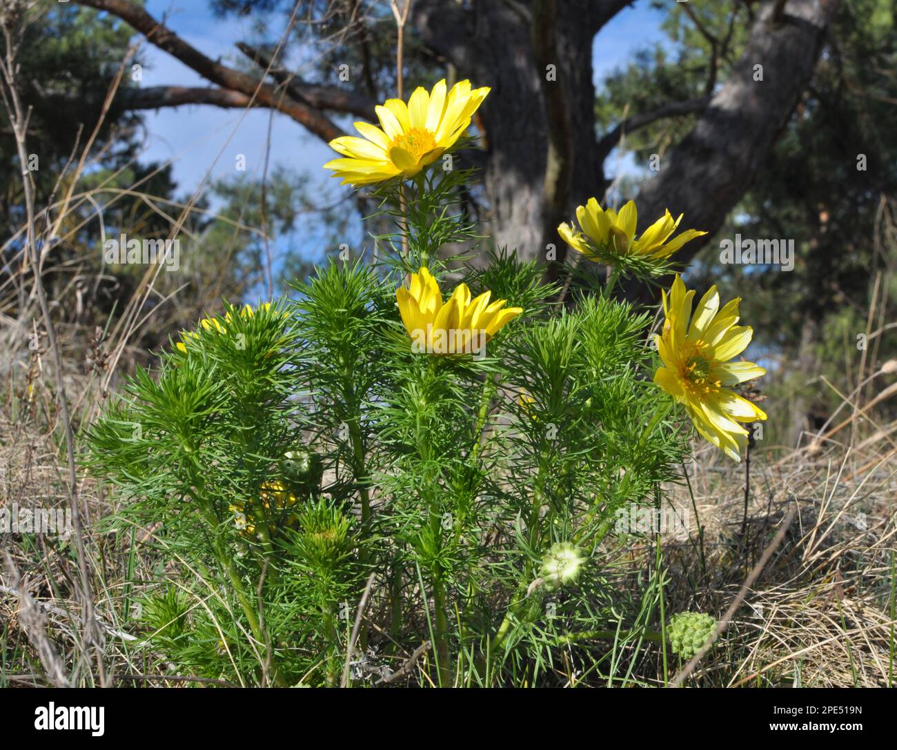 Adonis flowers hi-res stock photography and images - Alamy