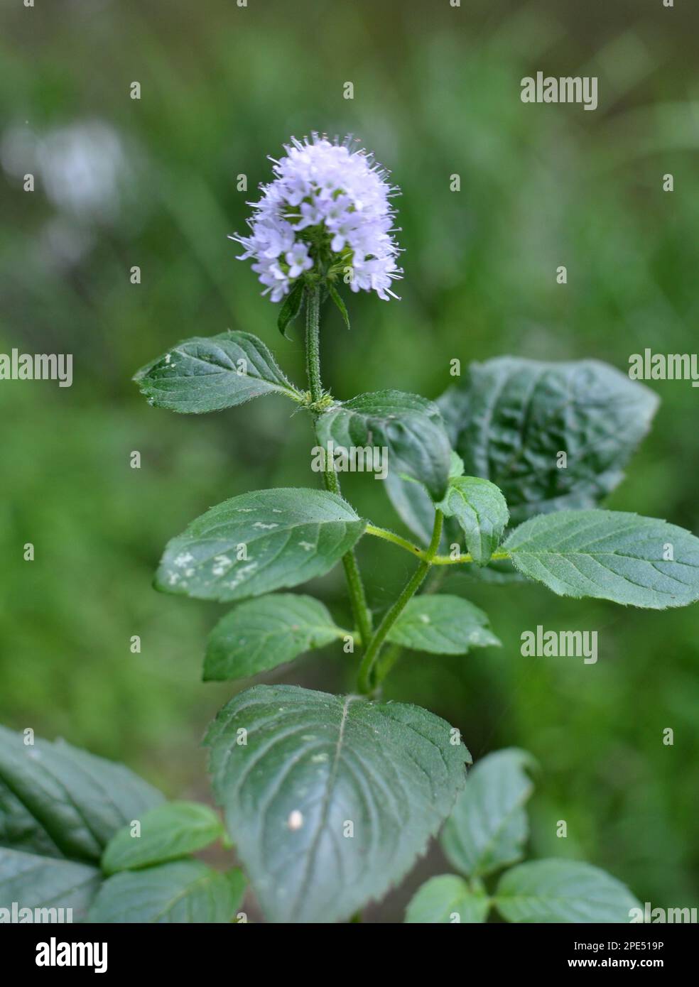 Water mint (Mentha aquatica) grows in the wild near a reservoir Stock ...