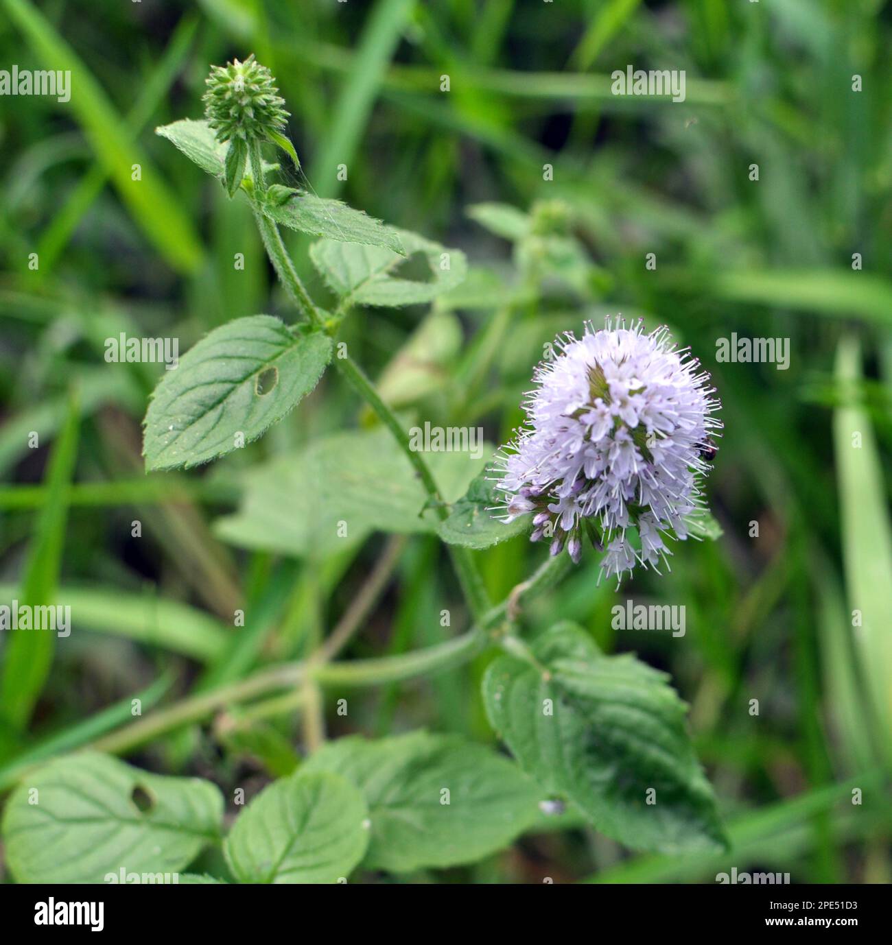 Water mint (Mentha aquatica) grows in the wild near a reservoir Stock ...