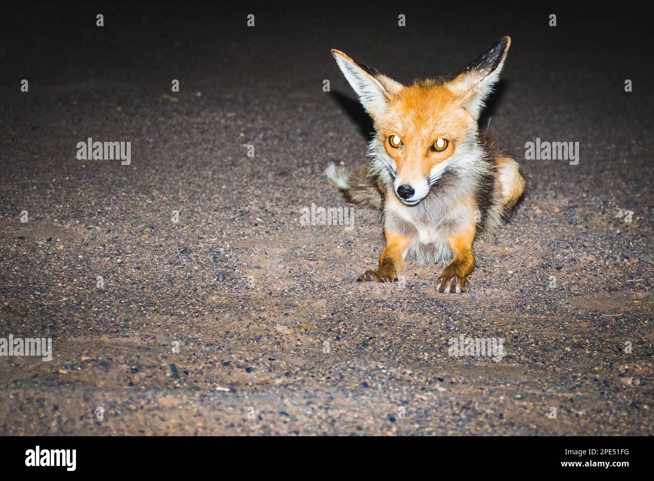 Iranian fox came over for food while camping in Kashan desert at night ...