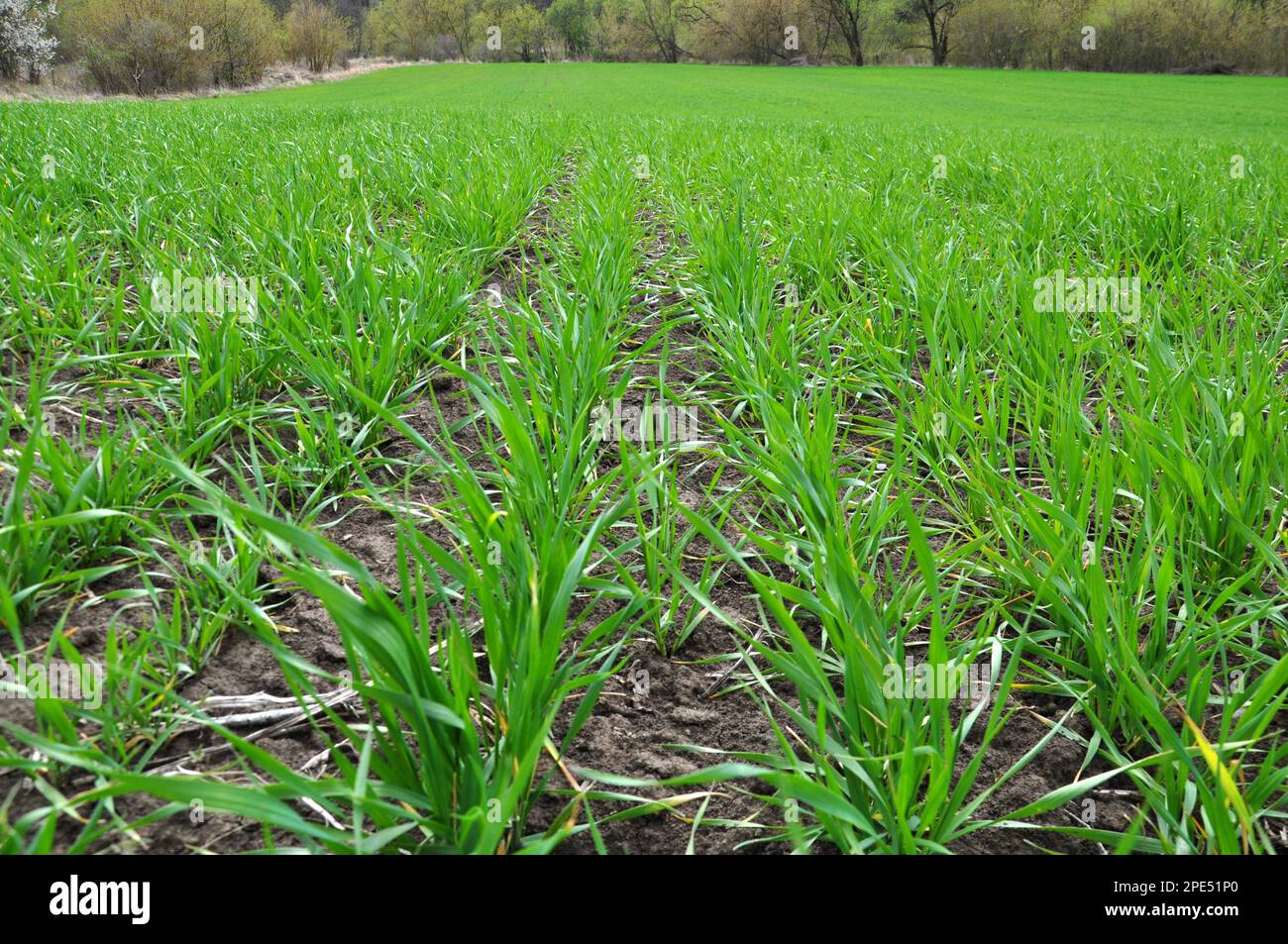 Sowing weeds hi-res stock photography and images - Alamy