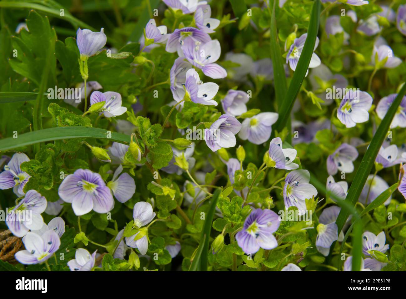 Macro photography of birdeye speedwell, veronica persica, at soft ...