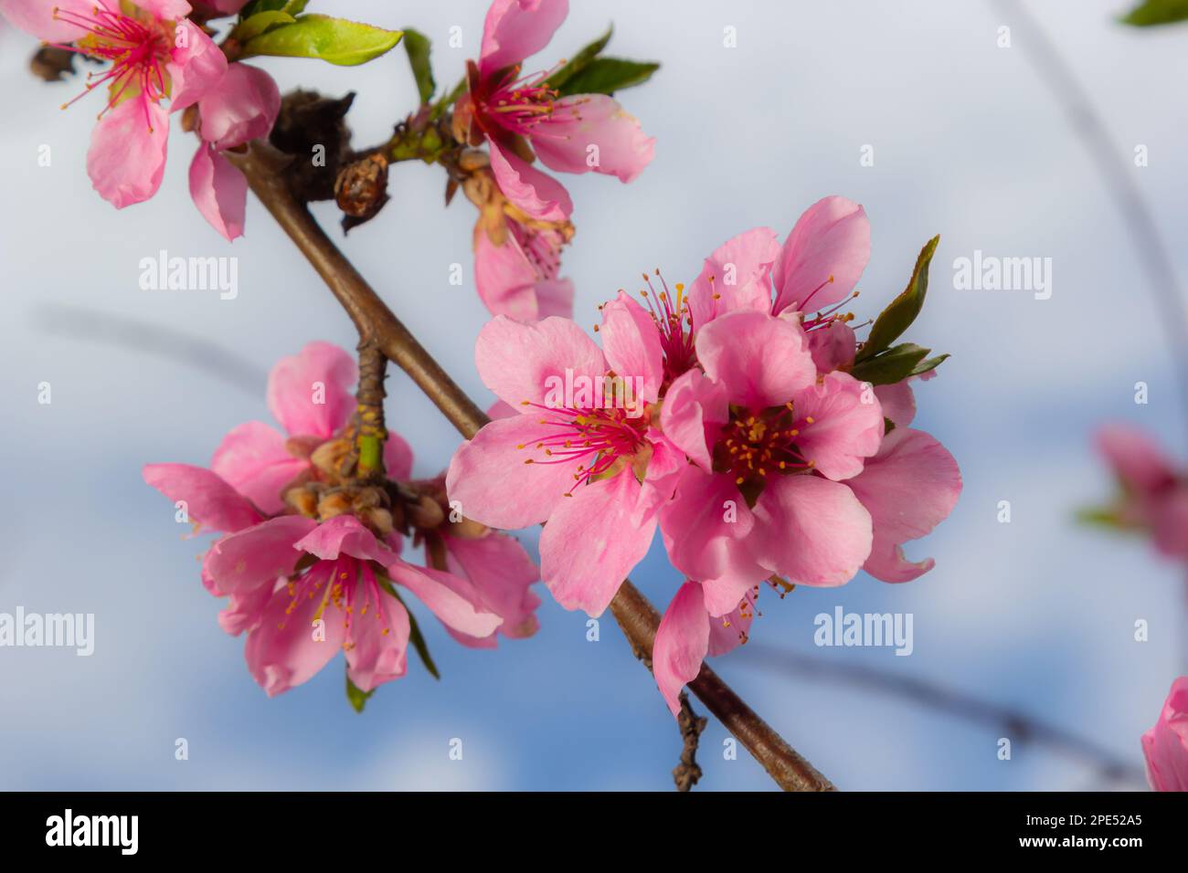 Peach orchard in full hi-res stock photography and images - Alamy