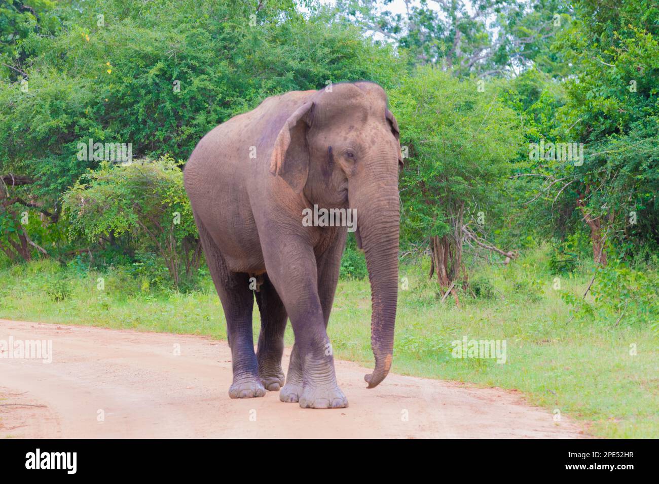 Human elephant conflict hi-res stock photography and images - Alamy