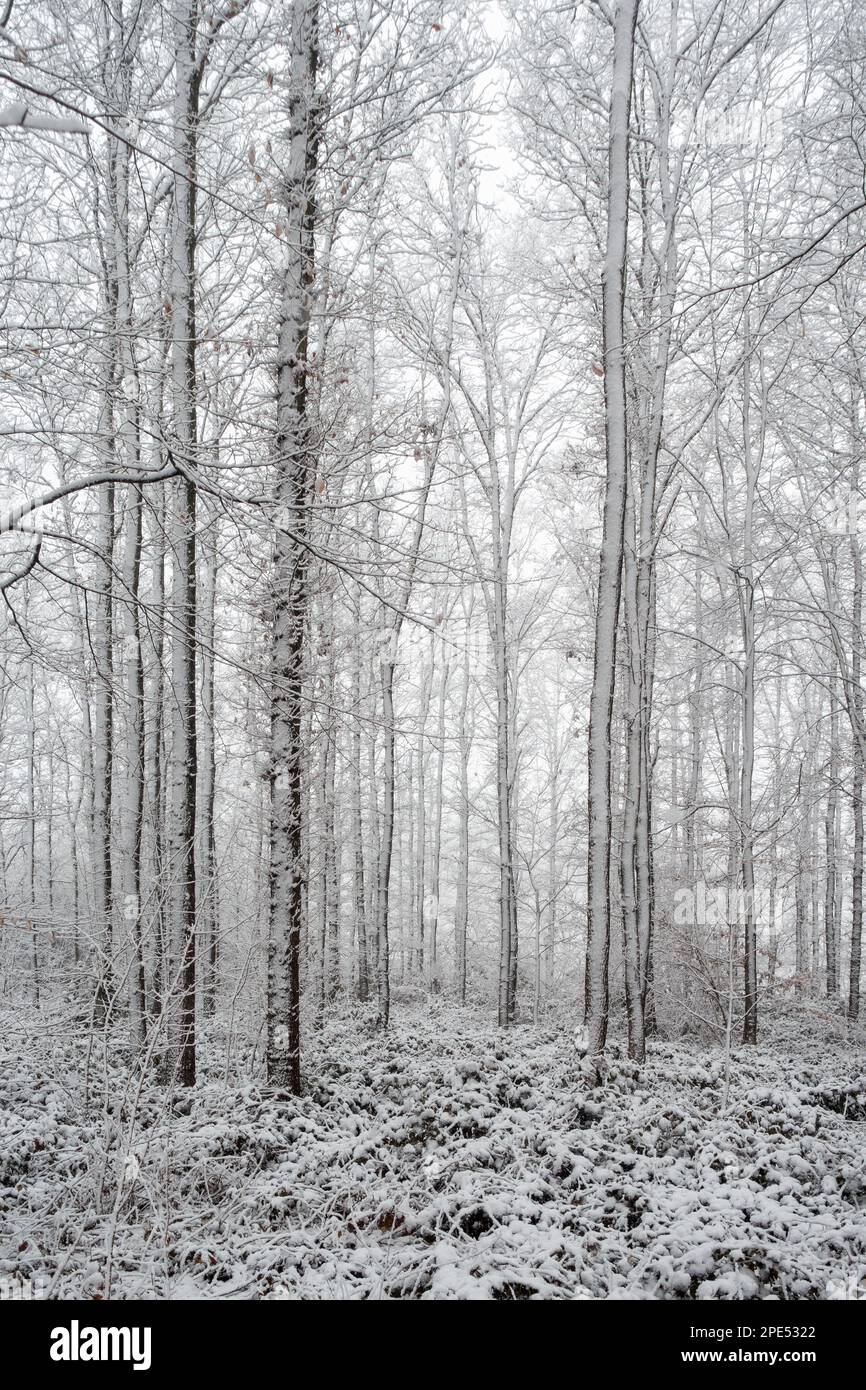 Onset of winter in Meerbusch, North Rhine-Westfalia, Germany. Heavy ...