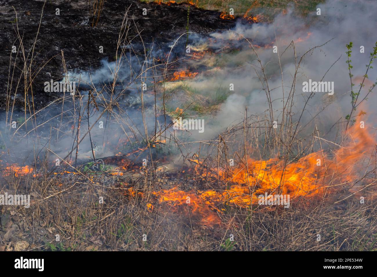 Burning old dry grass in garden. Flaming dry grass on a field. Forest ...
