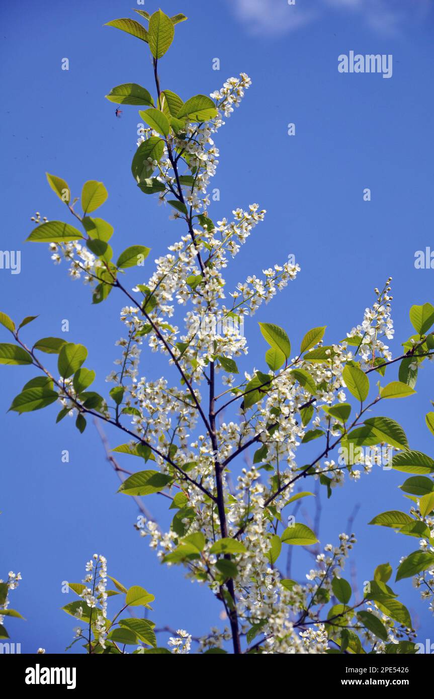 In spring, bird-cherry tree (Prunus padus) grows and blooms in nature ...