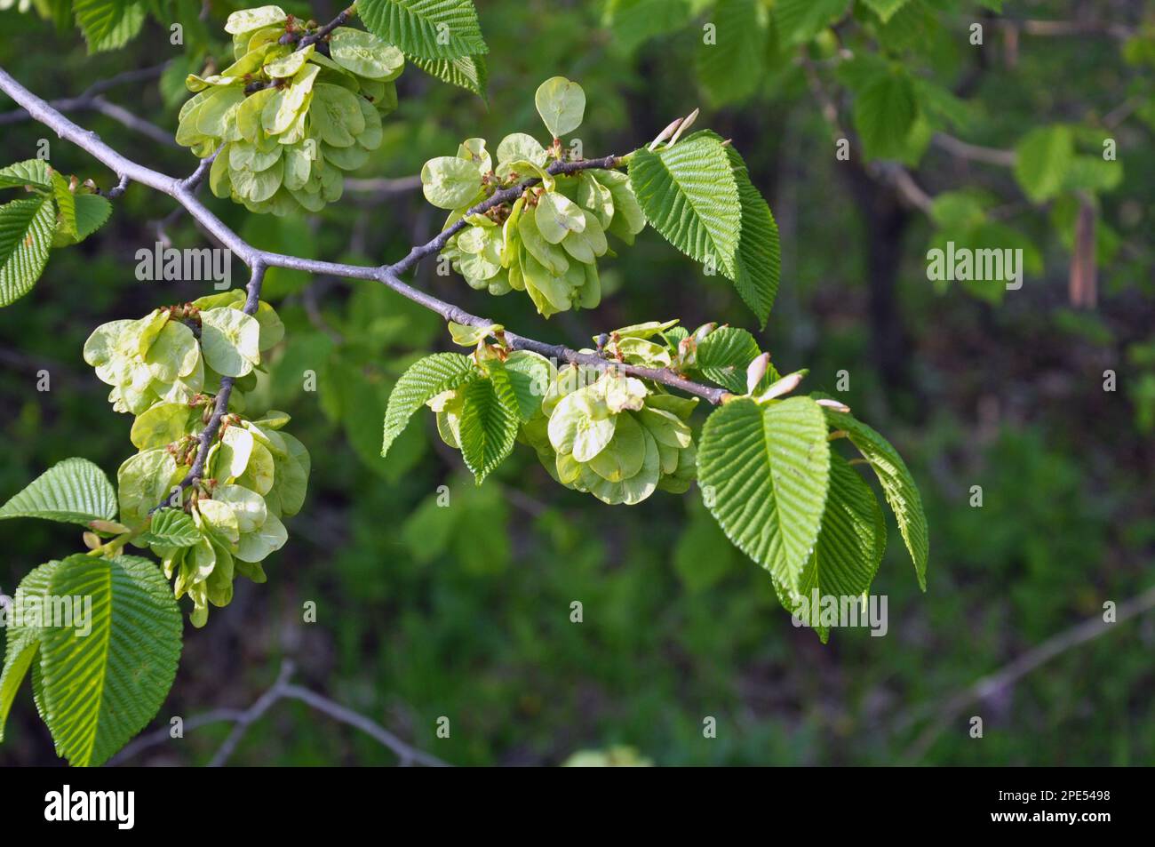In spring, an elm grows and blooms in nature Stock Photo - Alamy