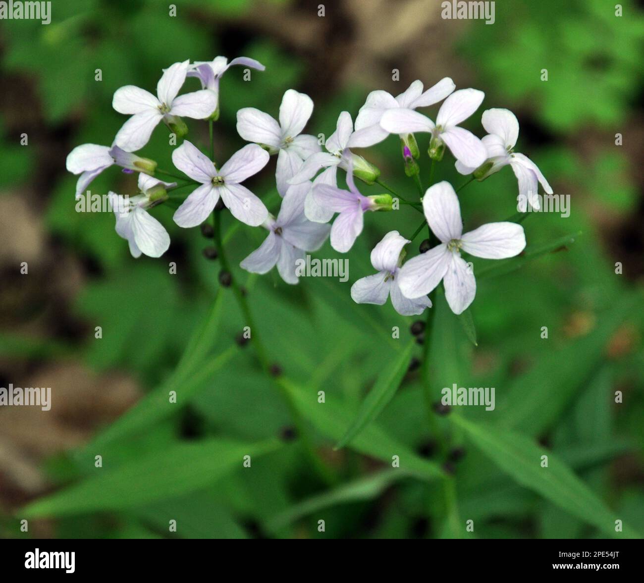Bulbifera hi-res stock photography and images - Alamy