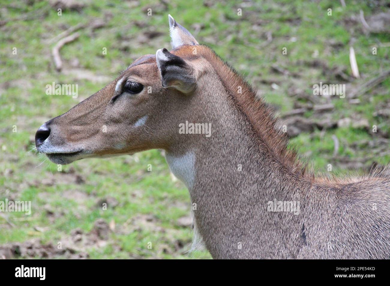 Antilope nilgai hi-res stock photography and images - Alamy
