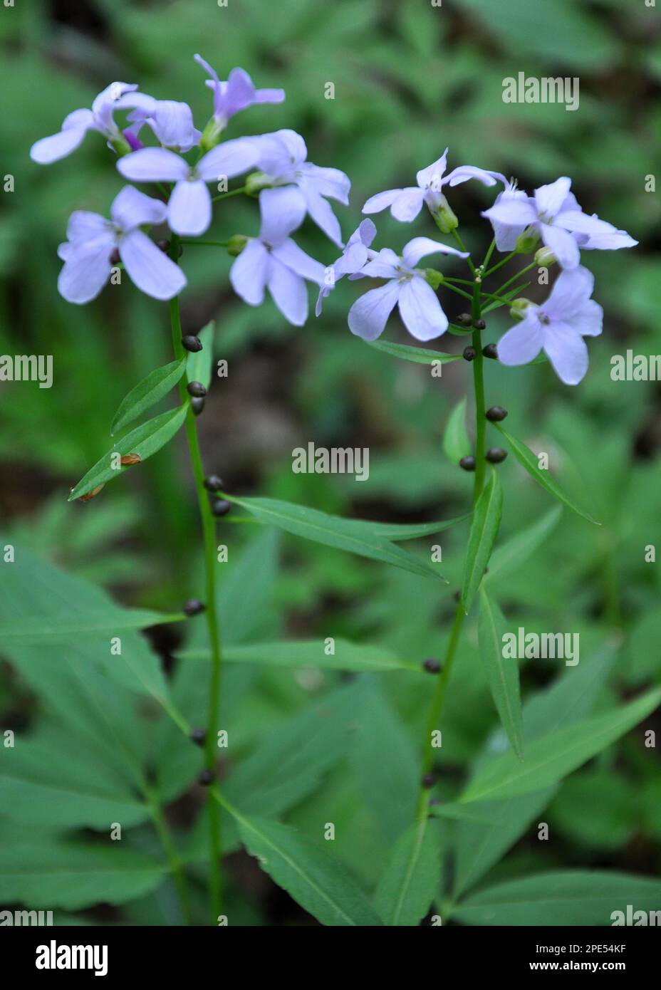 Bulbifera hi-res stock photography and images - Alamy