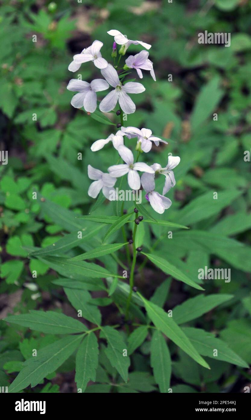 In the spring, cardamine bulbifera grows in the forest and in the wild ...