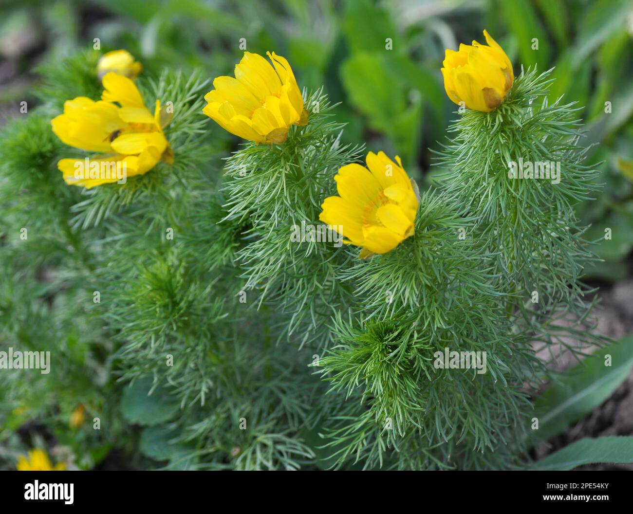 Adonis flowers hi-res stock photography and images - Alamy