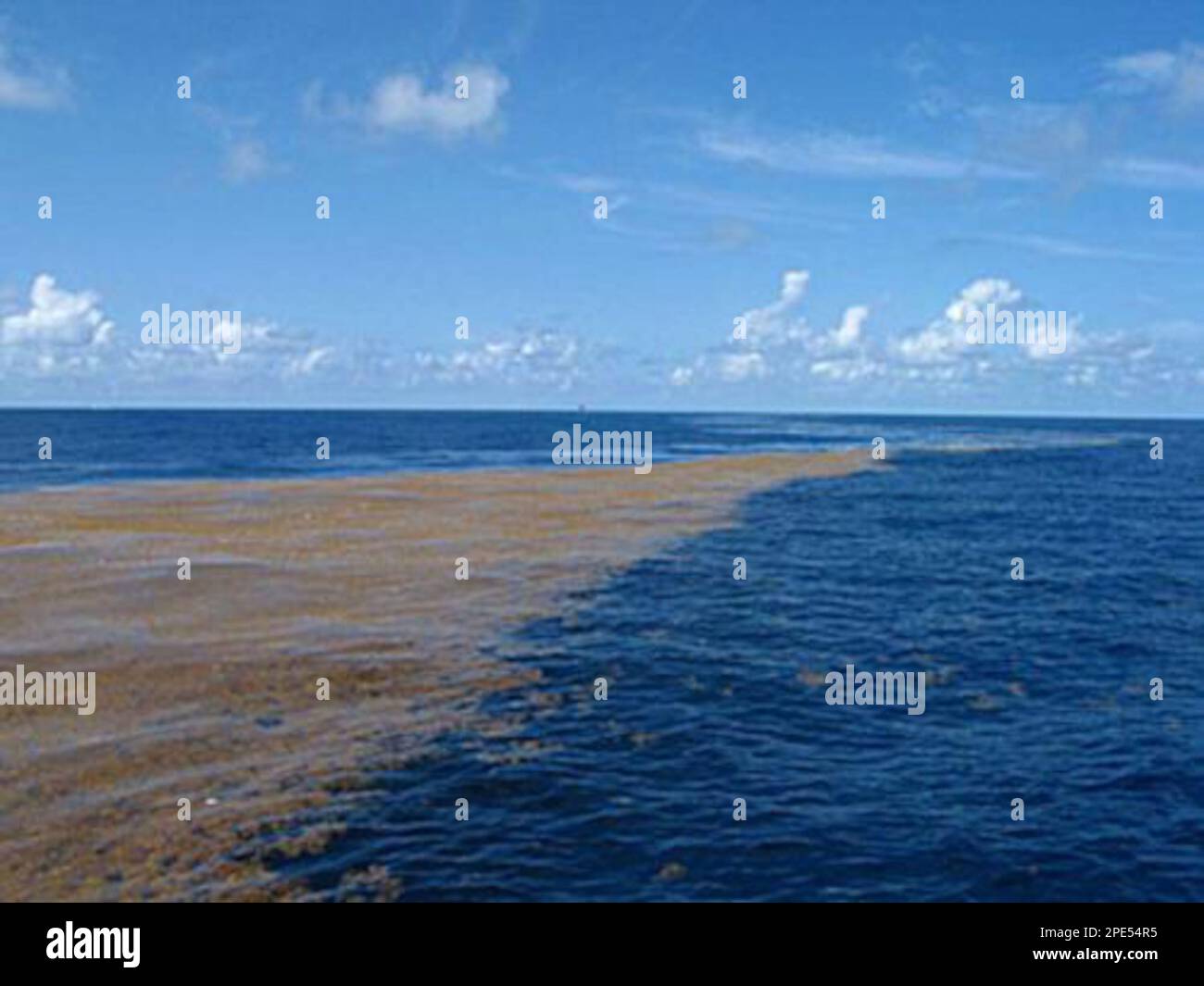 Sagassum sargasso mat at sea Stock Photo - Alamy