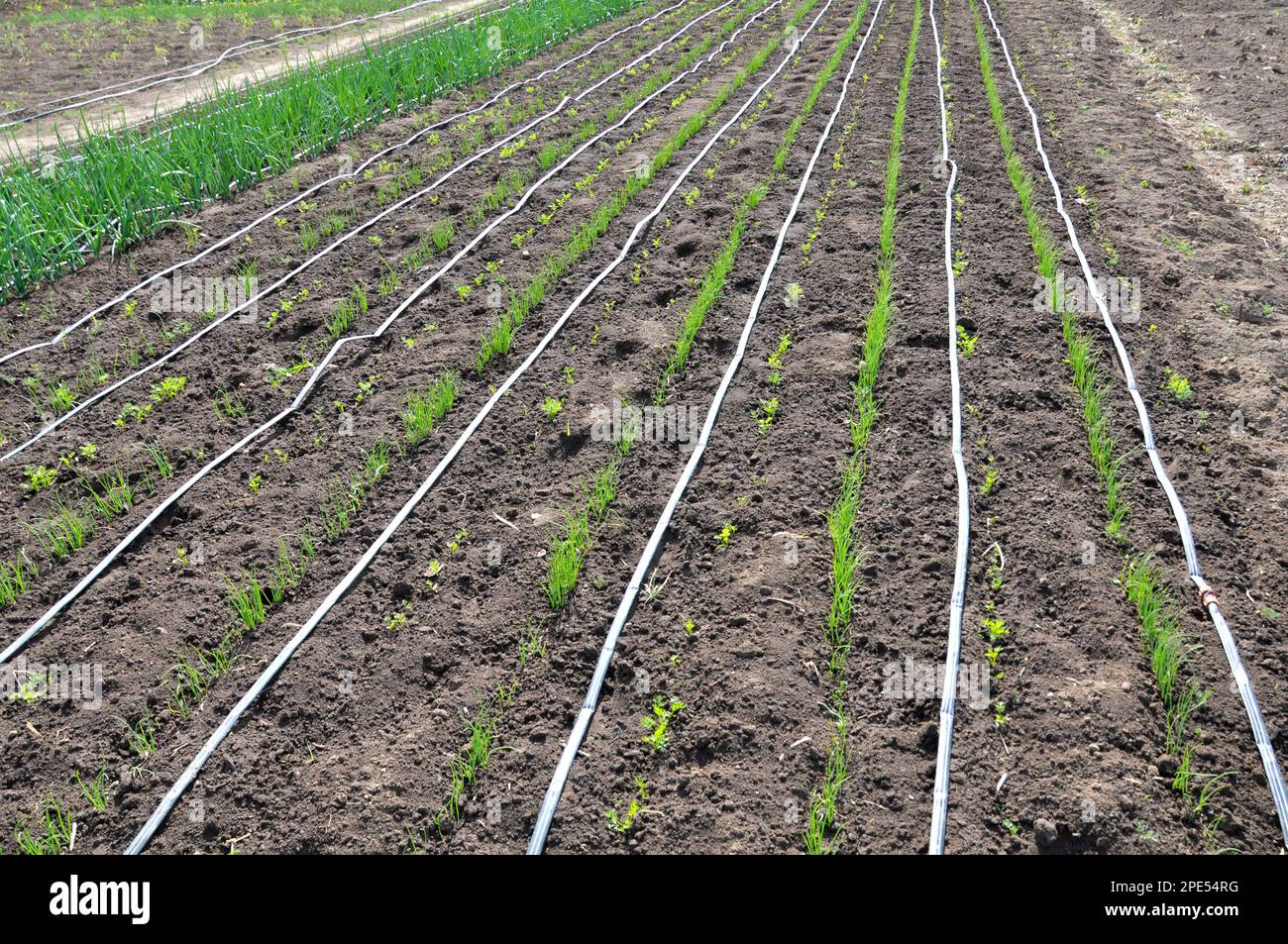 Drip irrigation is used to grow vegetables in organic soil Stock Photo ...