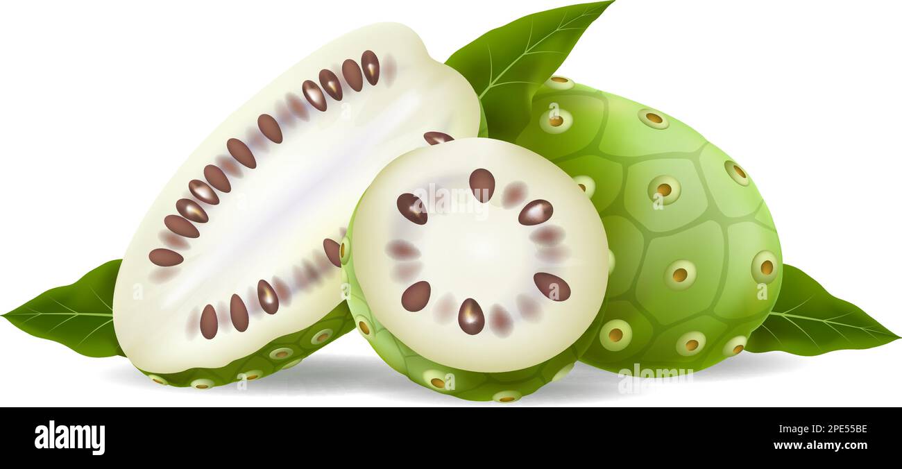 Noni fruits and leaves realistic Stock Vector Image & Art - Alamy