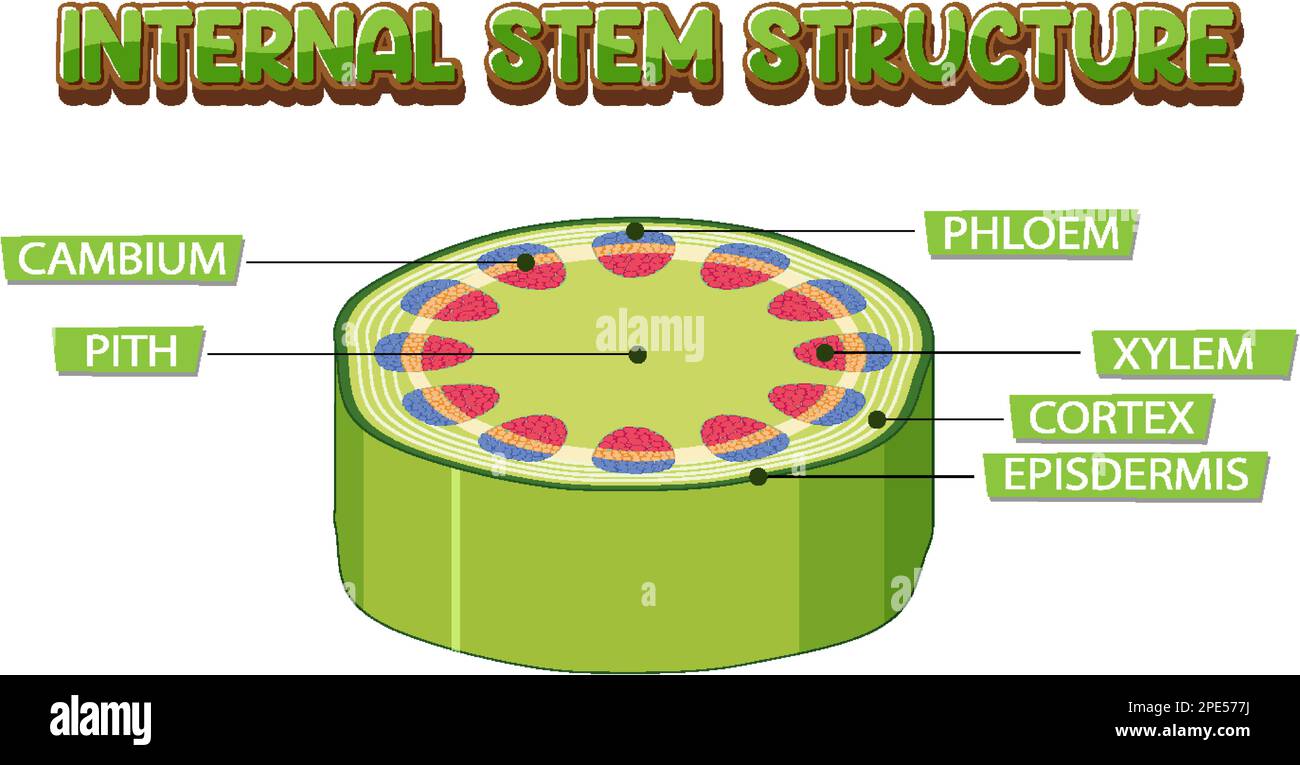 Internal structure of stem diagram illustration Stock Vector Image ... Internal structure of stem diagram illustration Stock Vector Image ...