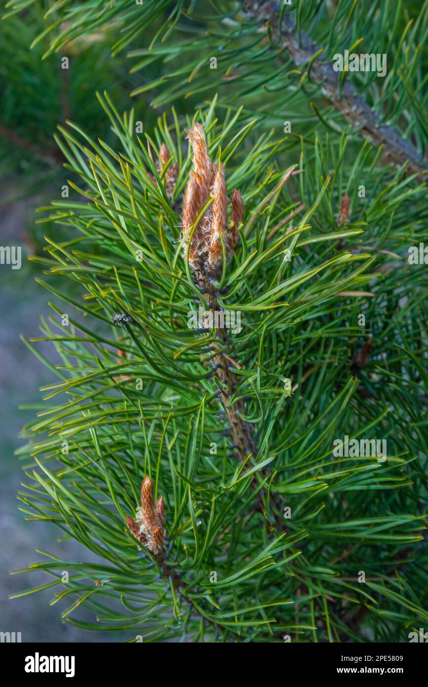 There are long buds on a pine branch. Buds appear on the pine tree in ...