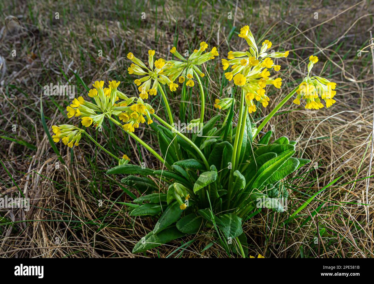 Primula veris is a herbaceous perennial flowering plant in the primrose ...