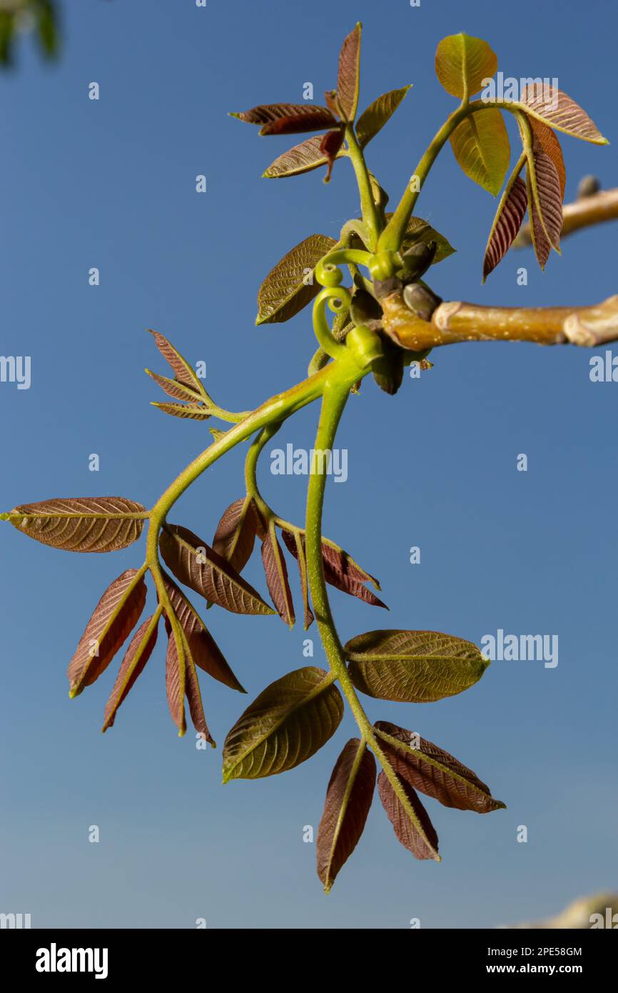 Walnut tree in blossom, male flowers on branches. Walnut tree in ...