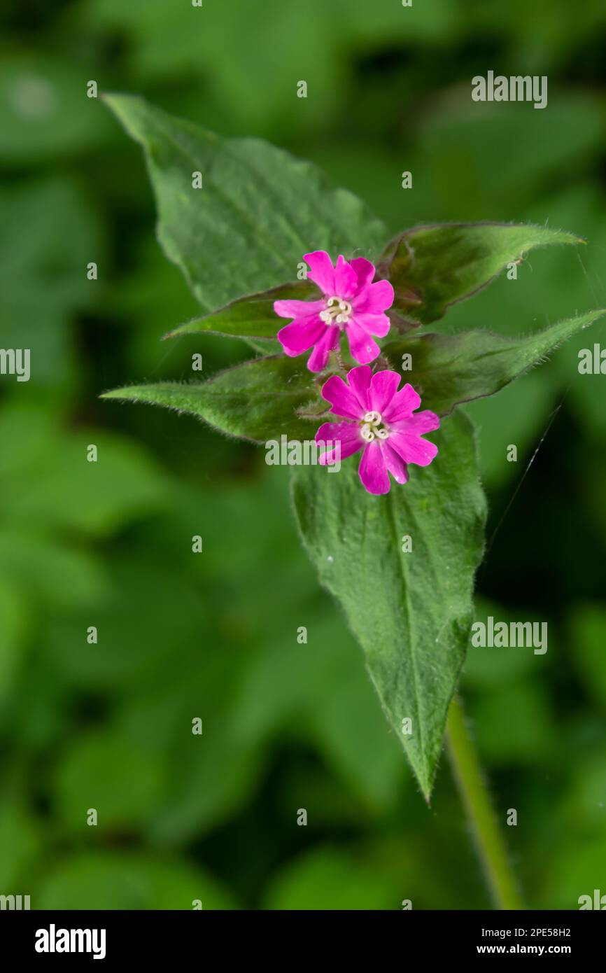 Red Campion, Silene dioica, growing wild on the banks of the River ...