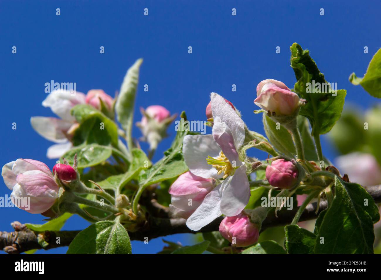 White apple tree flower hi-res stock photography and images - Alamy