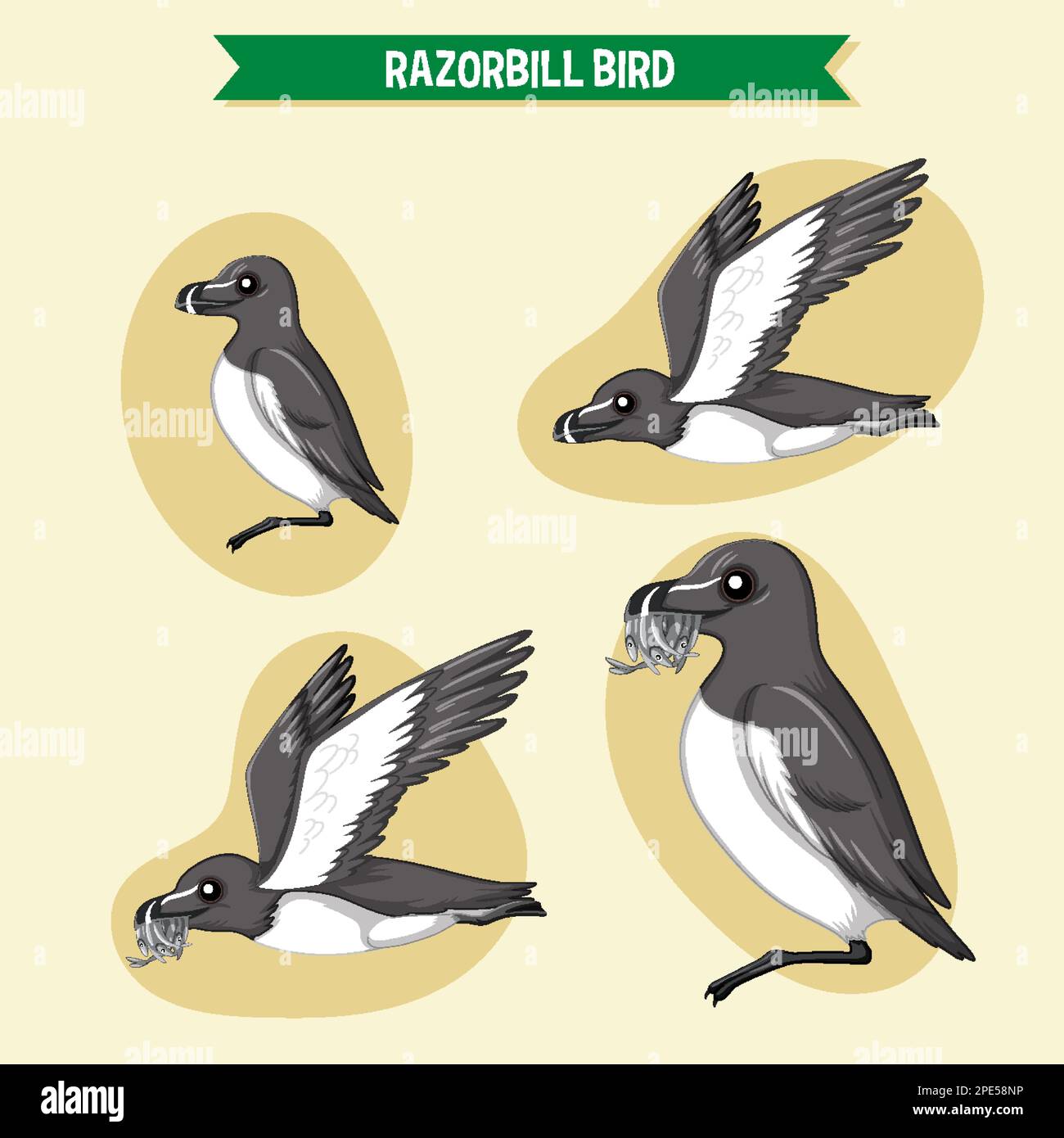 Razorbill bird birds seabird Stock Vector Images - Alamy