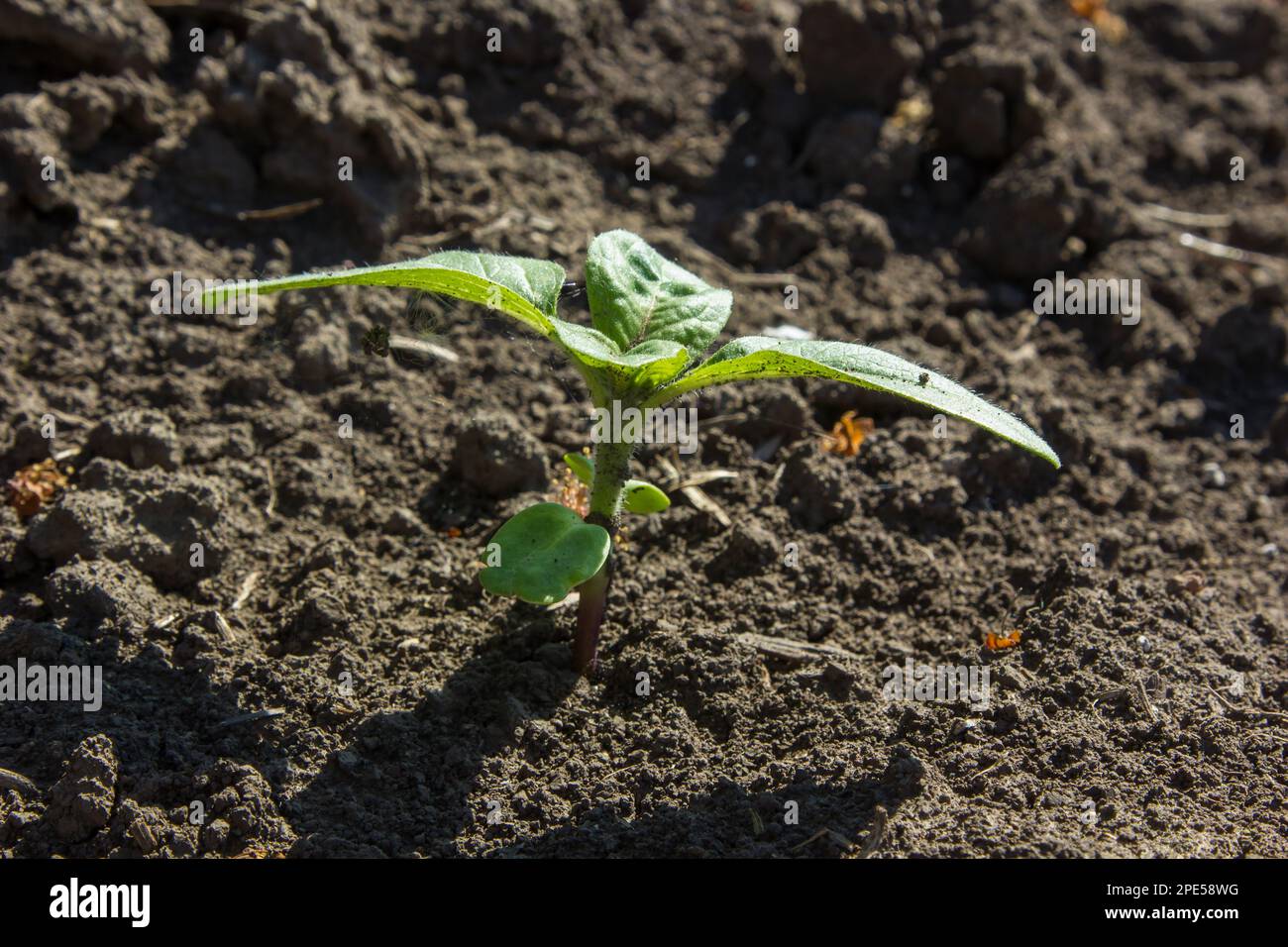in the field of the farm sunflower sprouts grow in the spring Stock ...