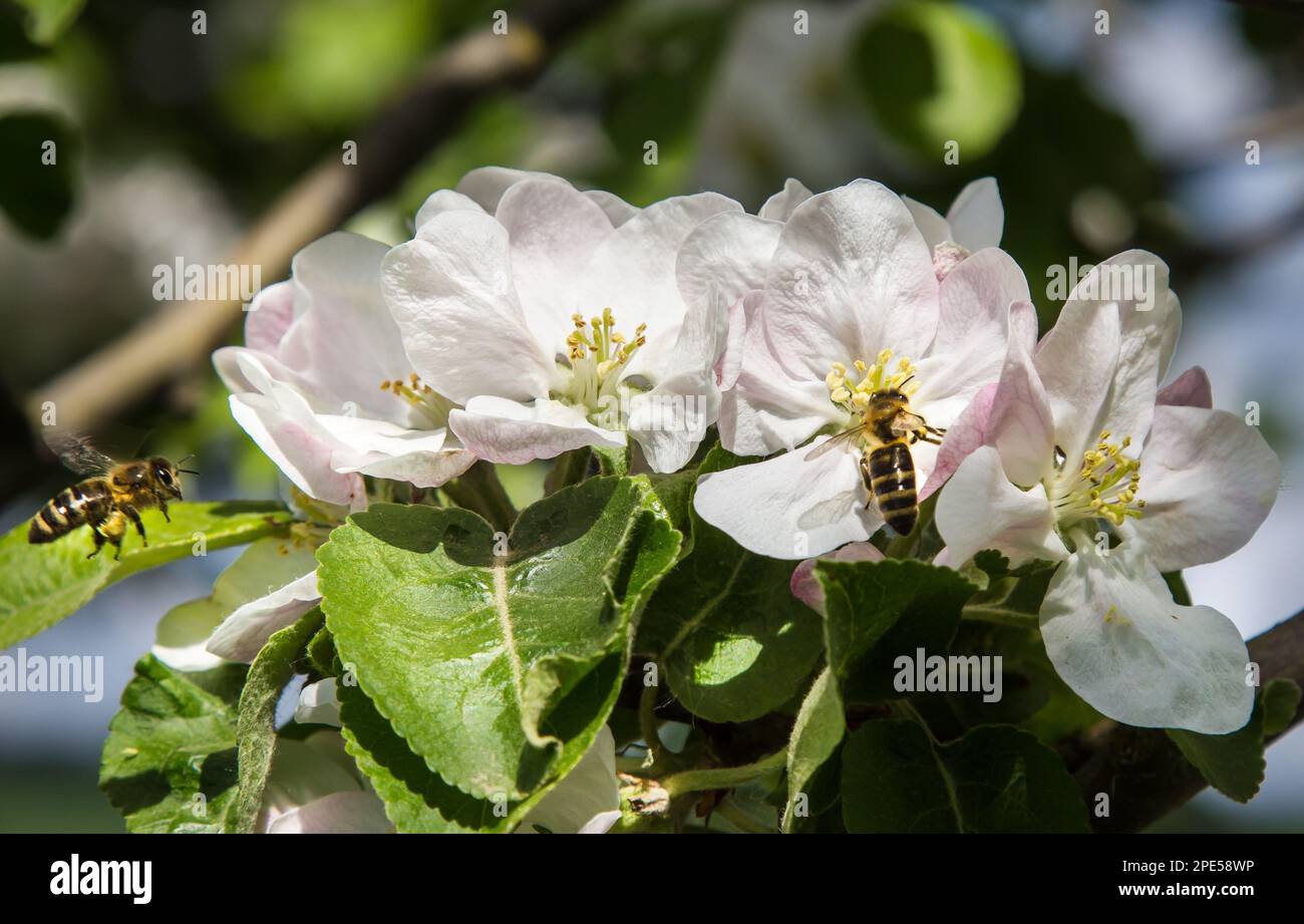 apple tree blooms in the garden. bees collect nectar and pollen Stock ...