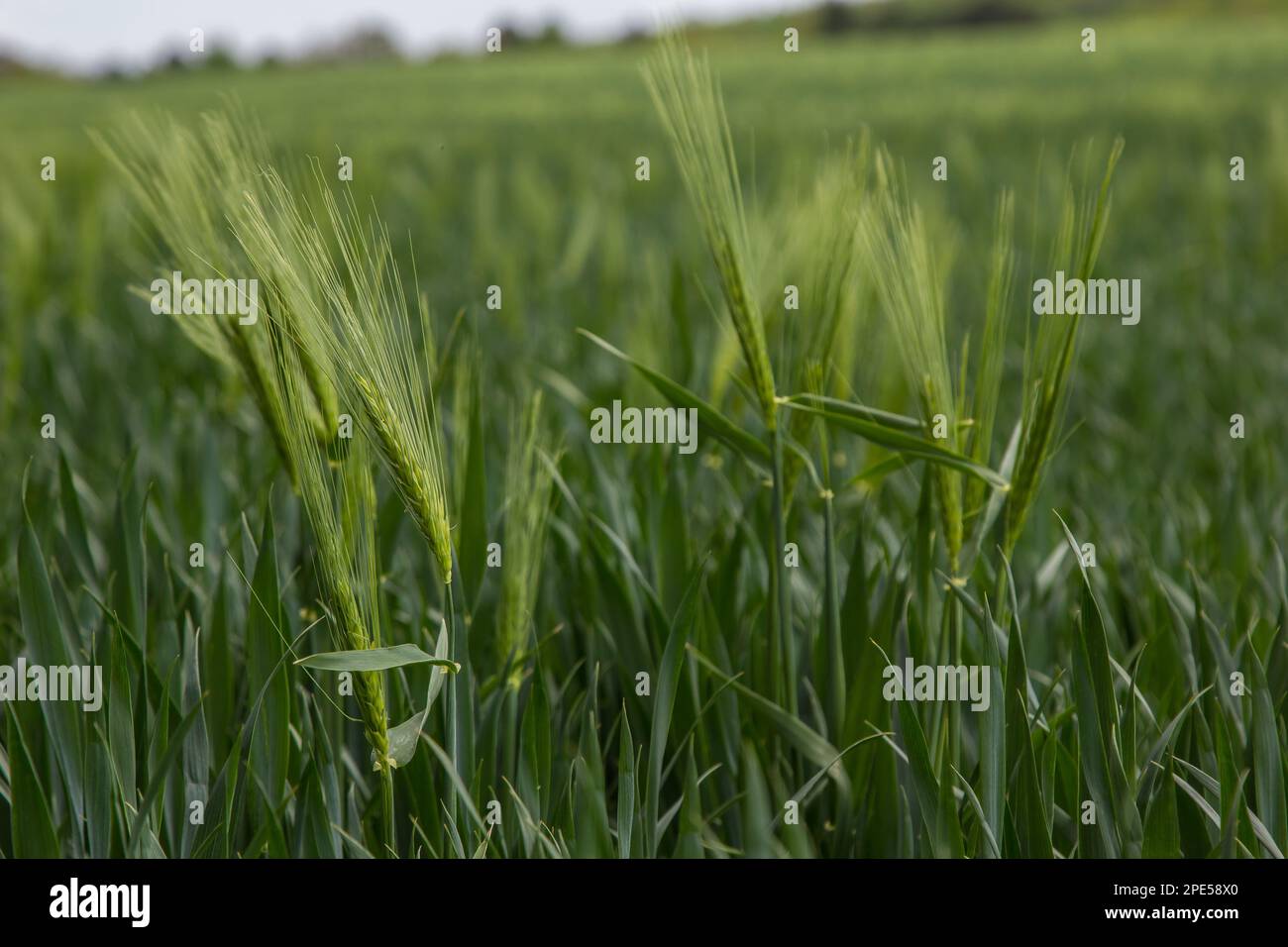 spikelets of green rye grow in the field of the farm in summer Stock ...
