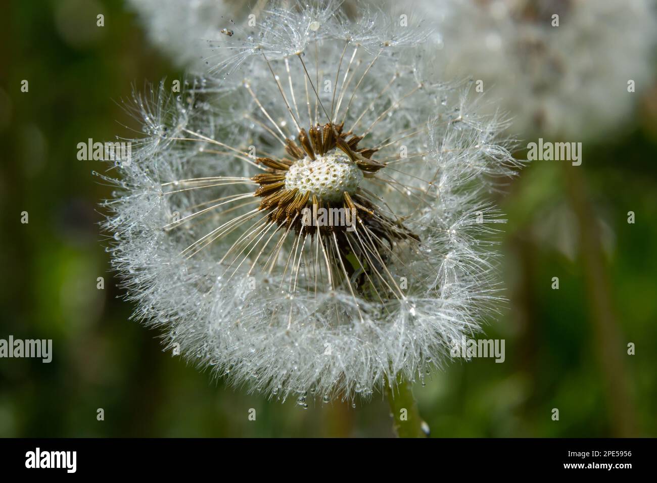 Blowball of Taraxacum plant on long stem. Blowing dandelion clock of ...